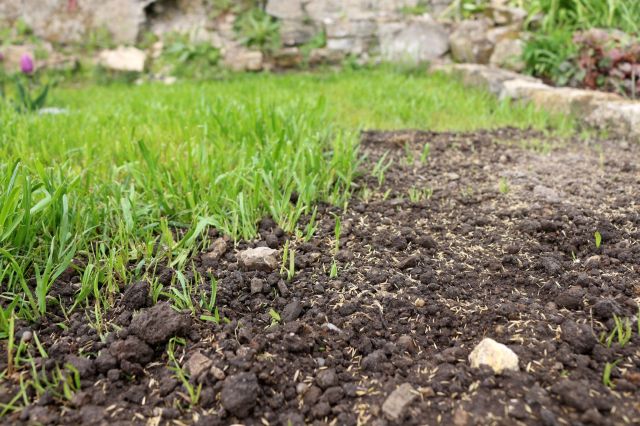 Homeowners warned May is the best time to ditch thirsty lawns and cut ...