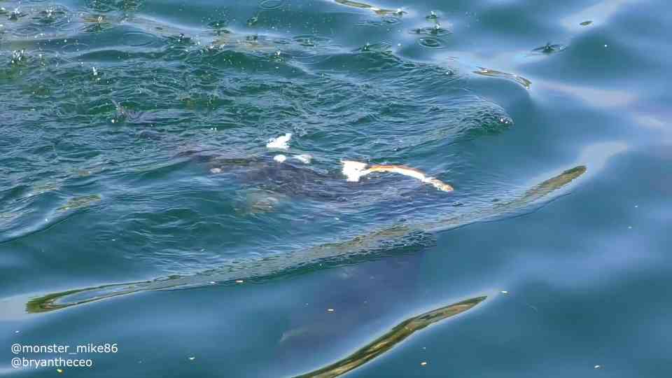 Watch what happens when "Sharks" eat bread