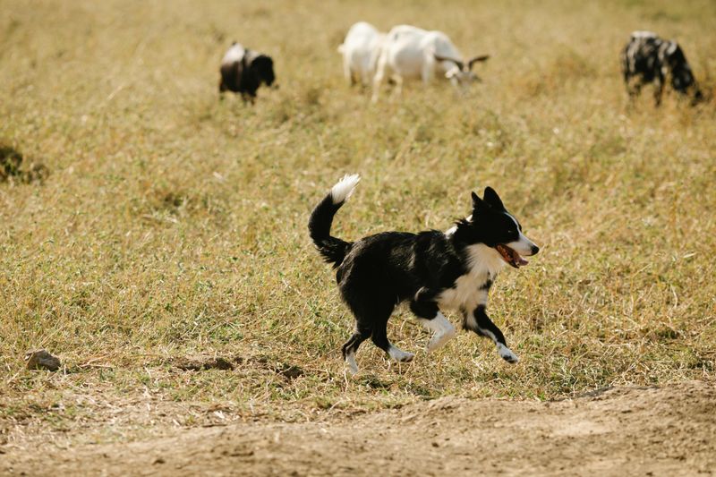 10 dog breeds highly tuned into human movement and emotion