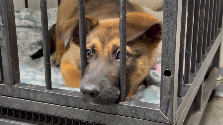 Consider adopting or fostering a dog on National Rescue Dog Day