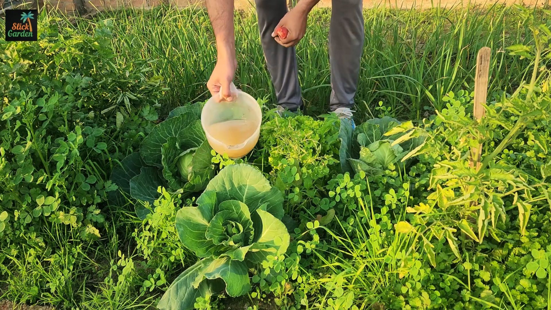 Homemade fertilizer hack for massive vegetable yields