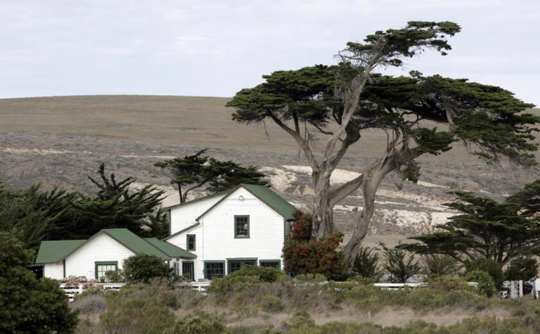 Santa Rosa Island fire burns through rare Torrey pine grove but there's ...
