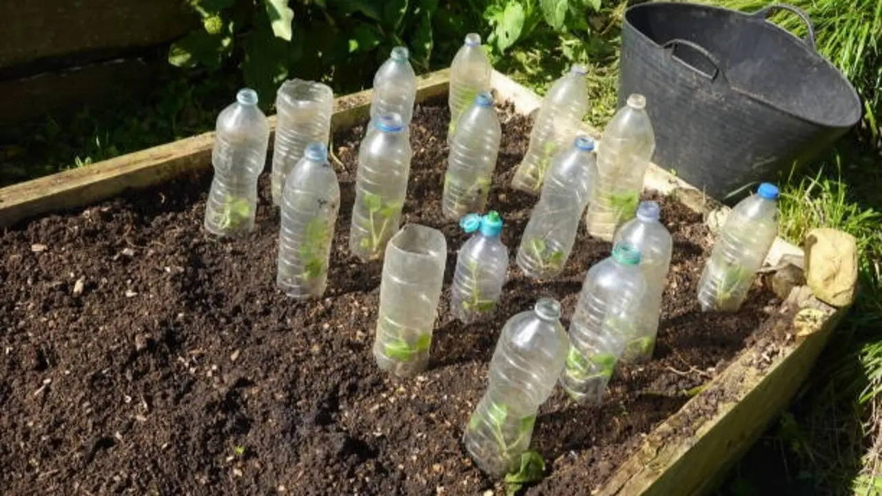 The ₹50 gardening hack Indian terrace gardeners swear by