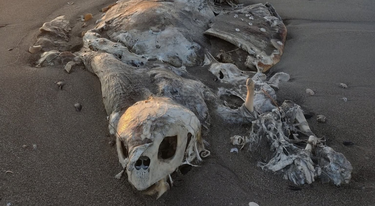Castel Volturno, altra tartaruga marina trovata morta sulla spiaggia