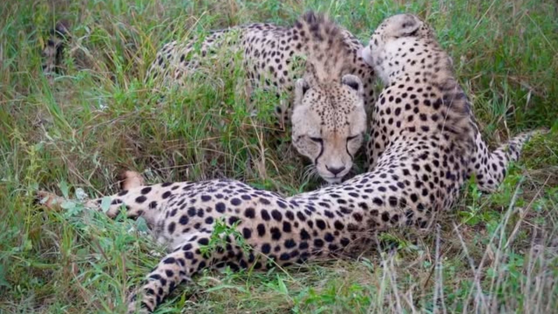Cheetah brothers show the power of social bonding in nature