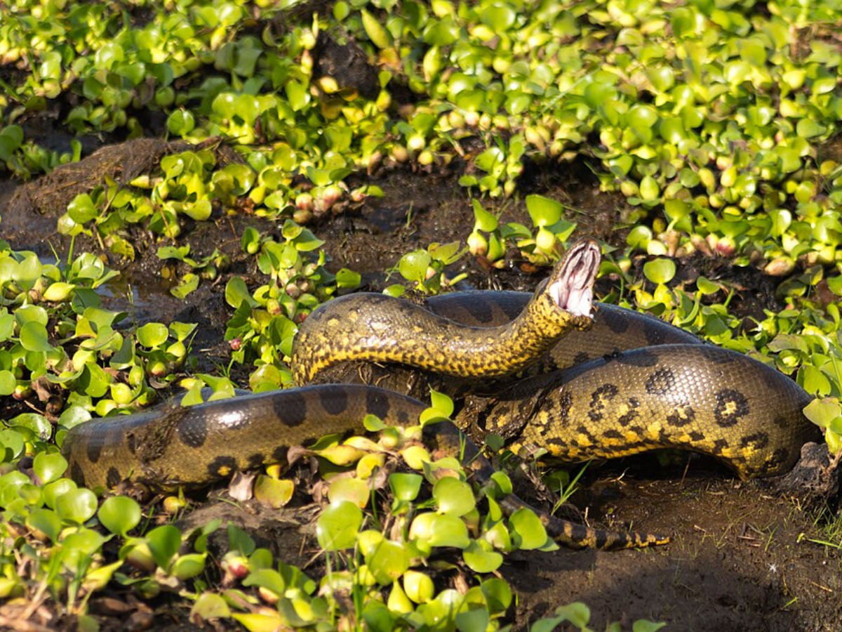 Green anacondas are the world’s heaviest snakes: Here’s how wetlands ...