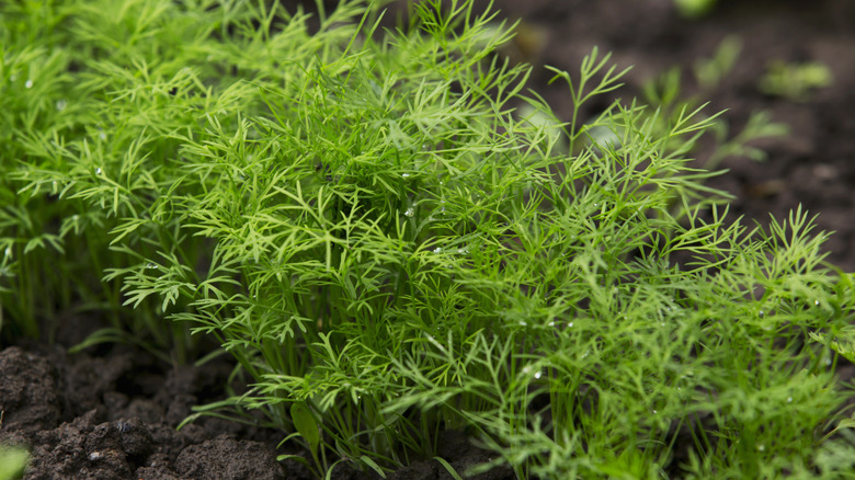 These companion herbs can protect potato plants from pests, says our ...