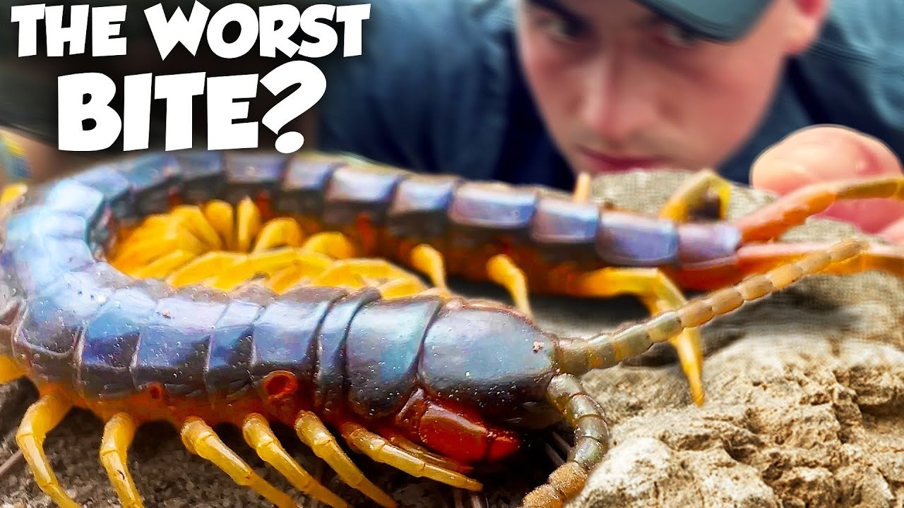 Why this ancient centipede is one of the biggest concerns in Australia