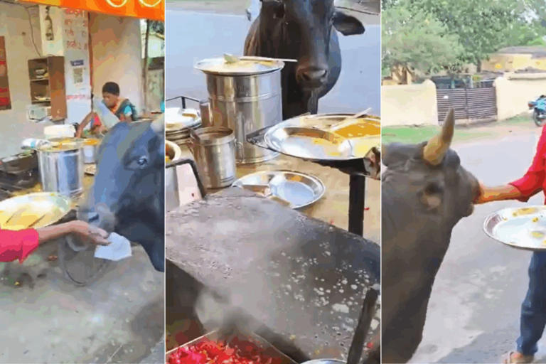 Bull gets personal dosa service at busy street corner, viral video has ...