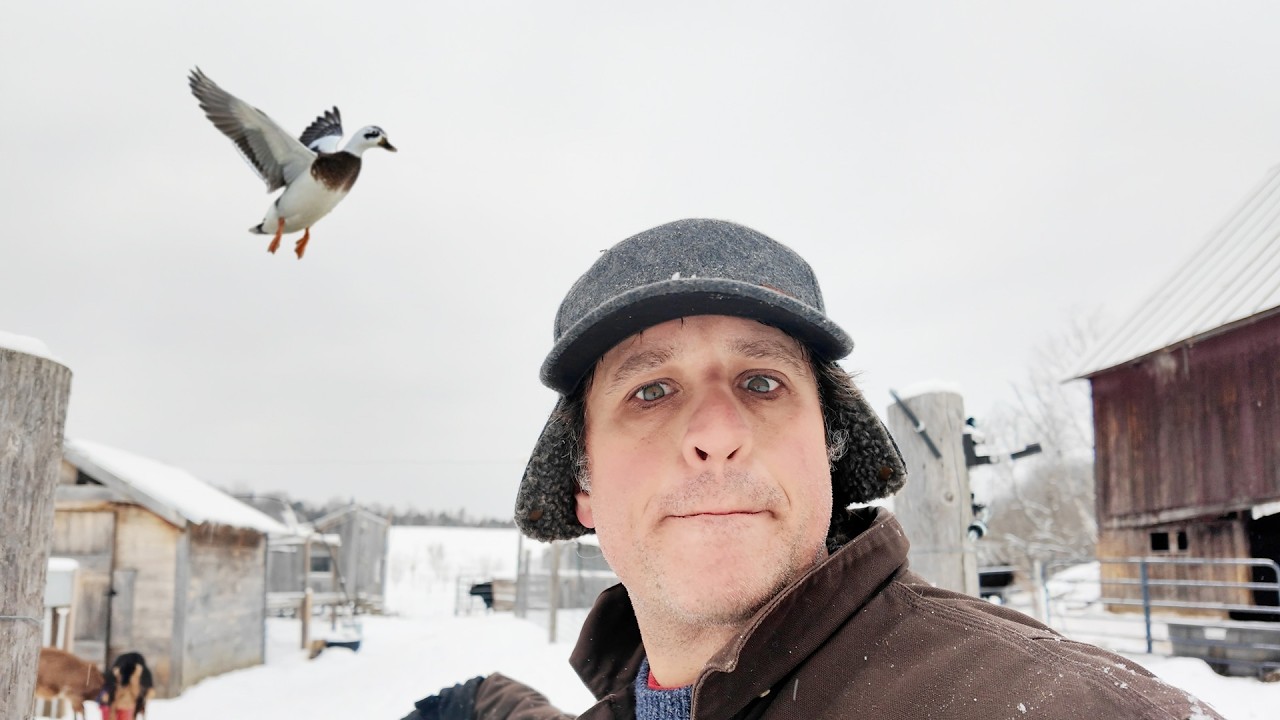 Watch an anxious farmer as curious farm ducks fly away
