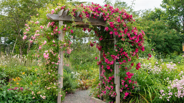 The centuries-old rose type that fills your yard with a sweet scent