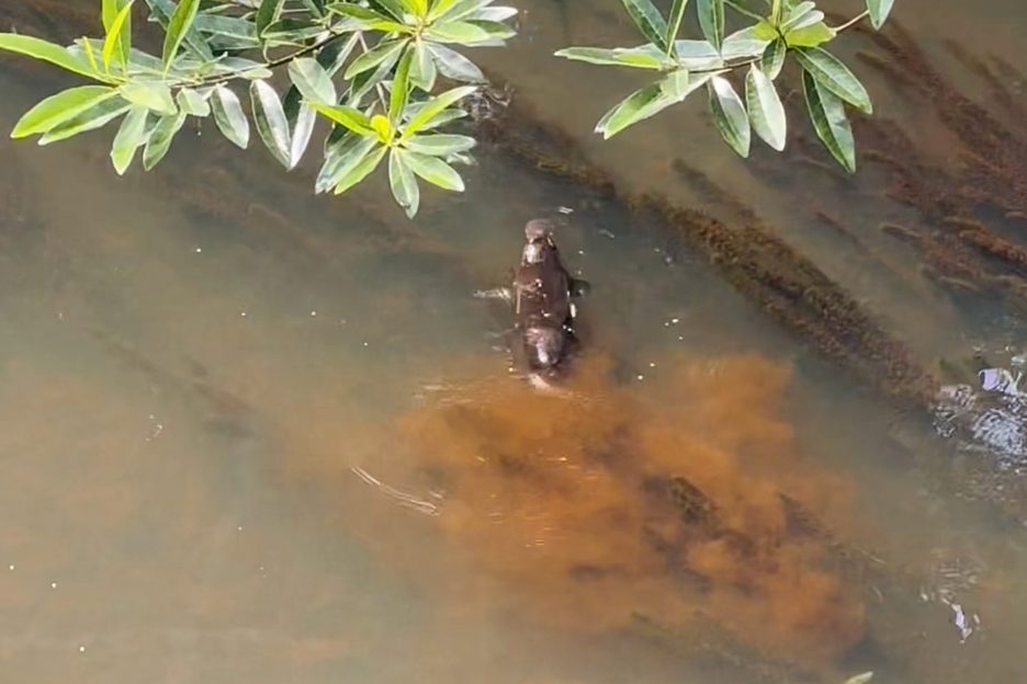 Ripples broke the water's surface. Then this creature appeared