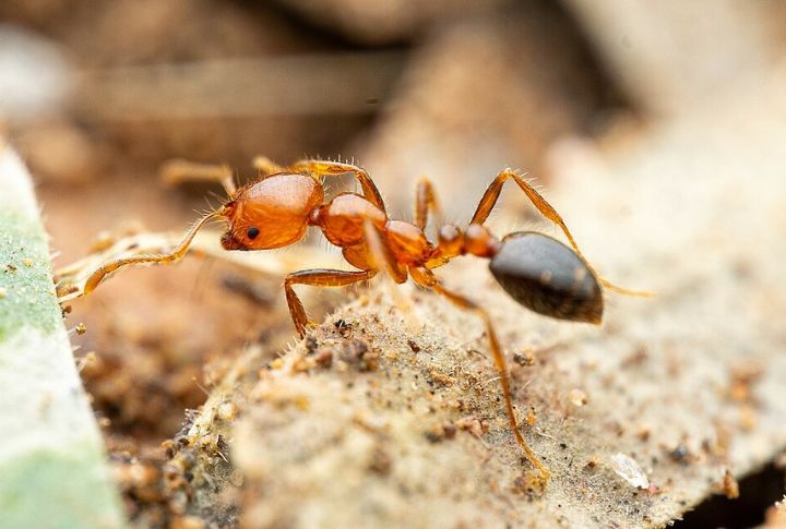 20 states facing growing concern over toxic ant sightings