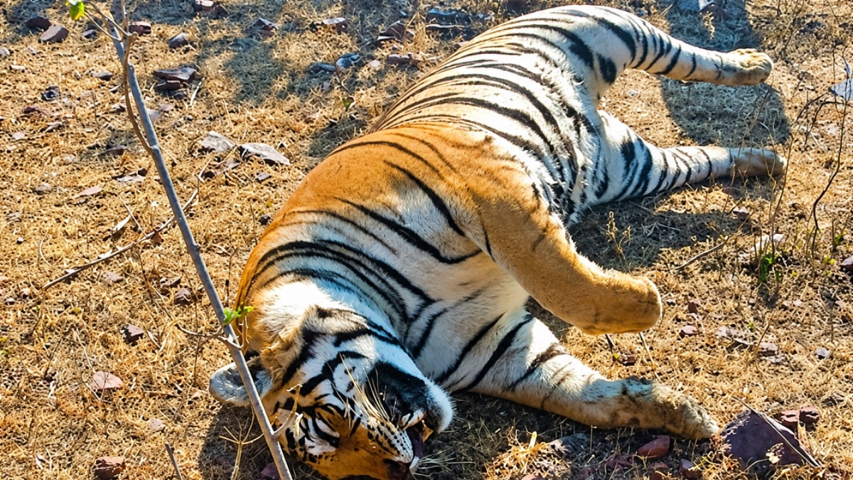 Tiger siblings poisoned, paws chopped off in shocking Uttarakhand ...