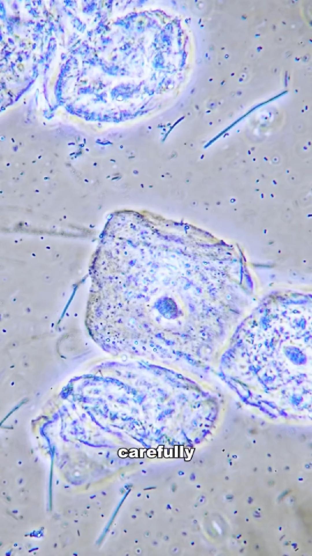 There’s a tiny ecosystem living inside your mouth