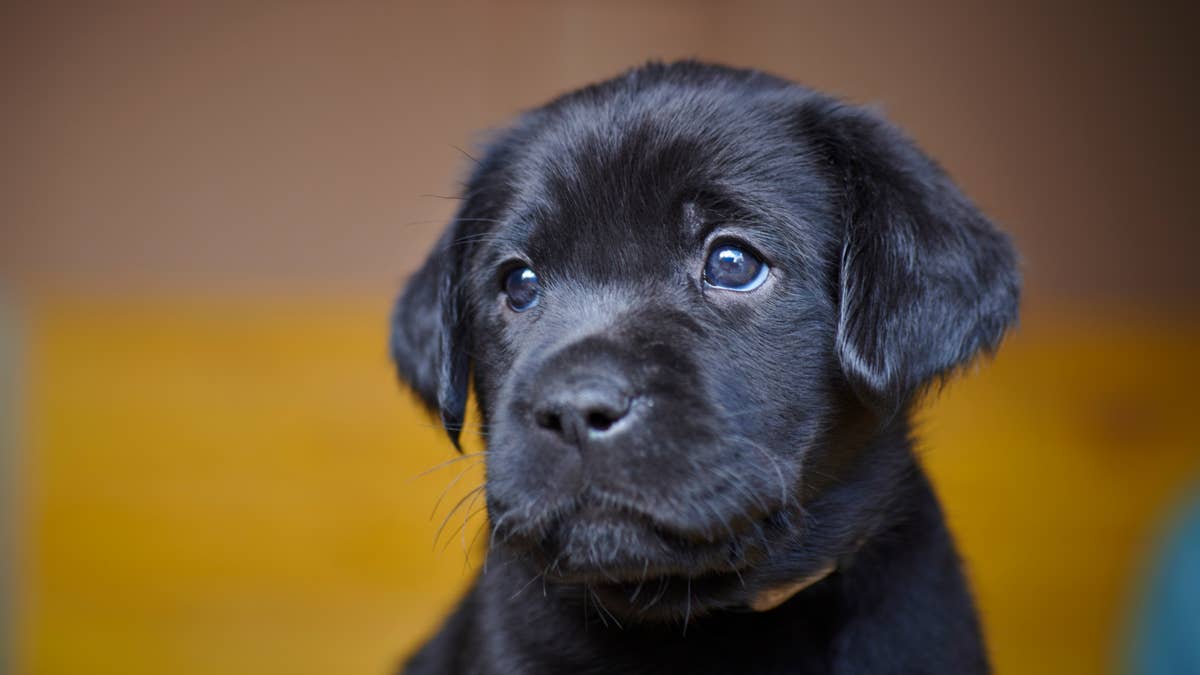 Food-motivated black lab totally abandons her perfect recall for ...