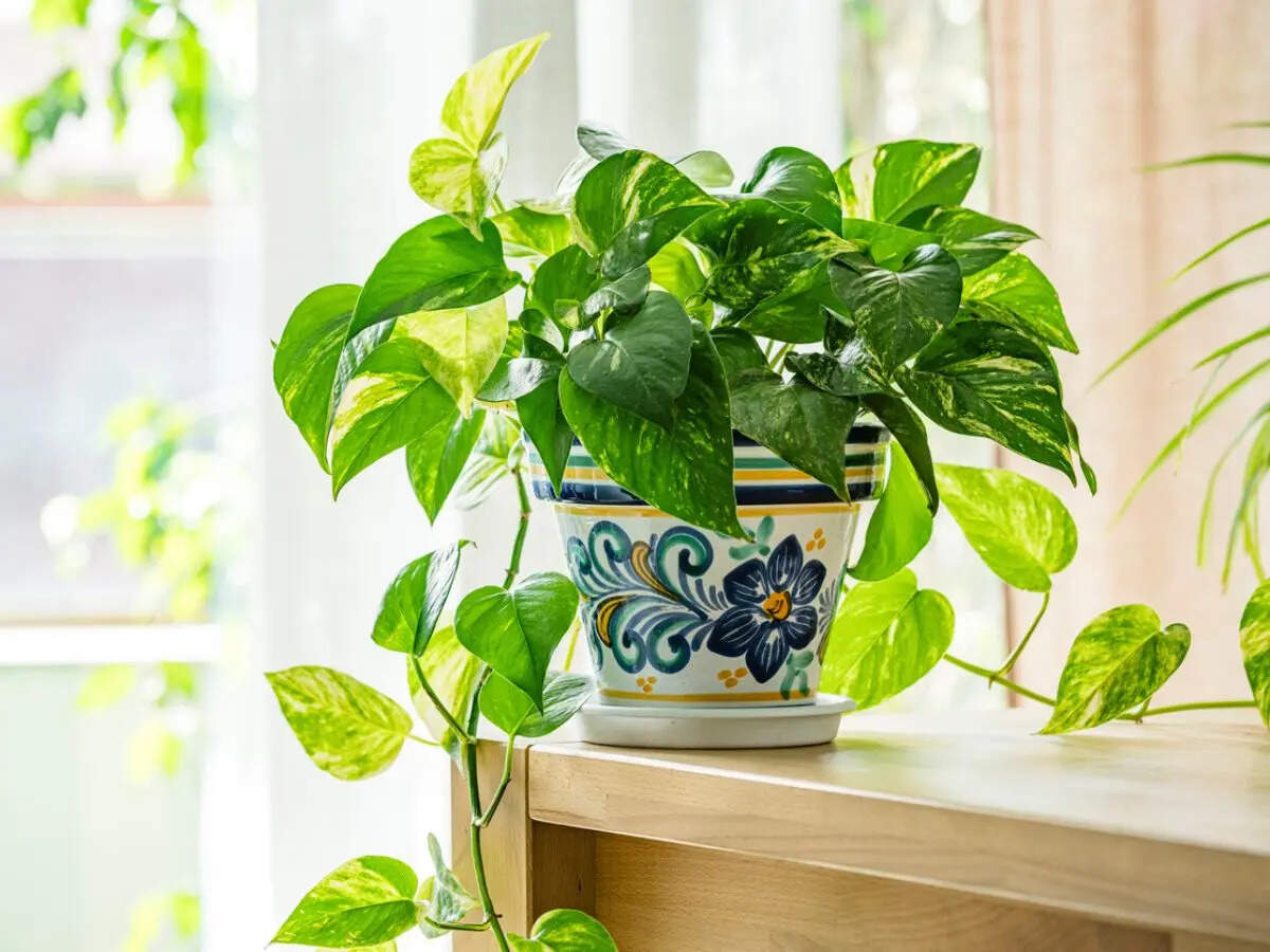 6 simple tips to stop your money plant from turning yellow