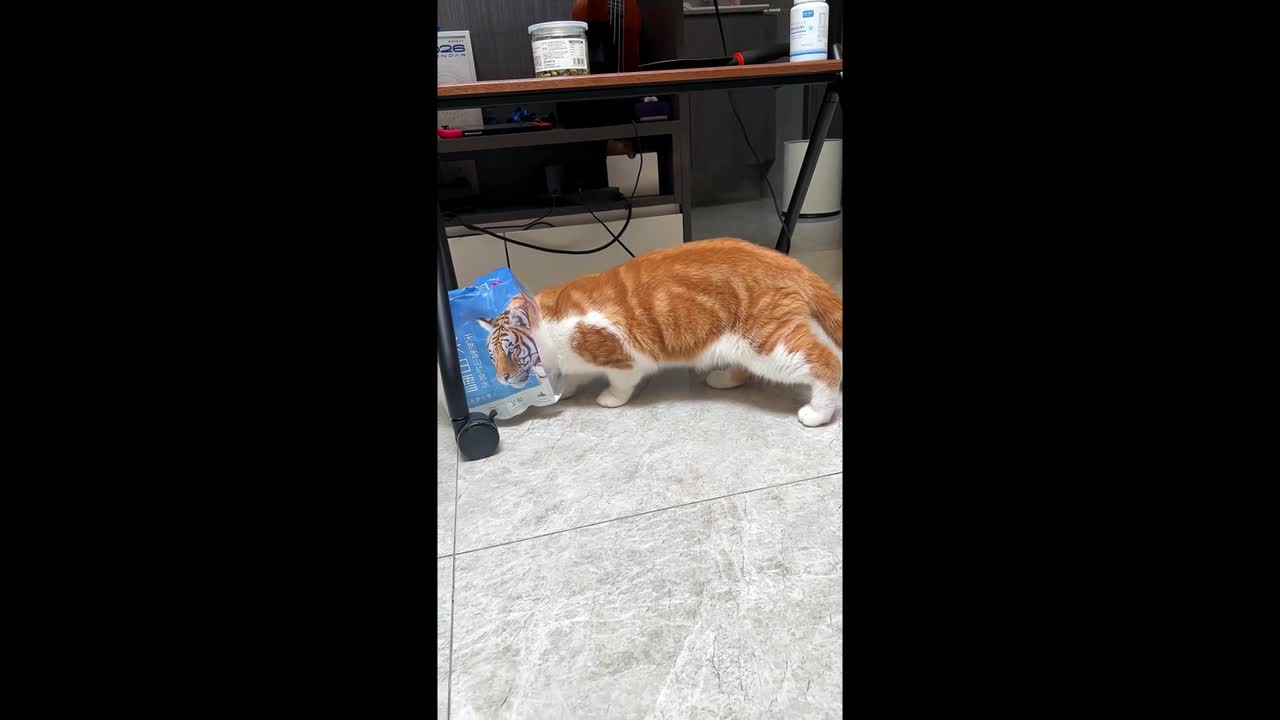 Cat transforms after its head perfectly aligns with tiger image on ...