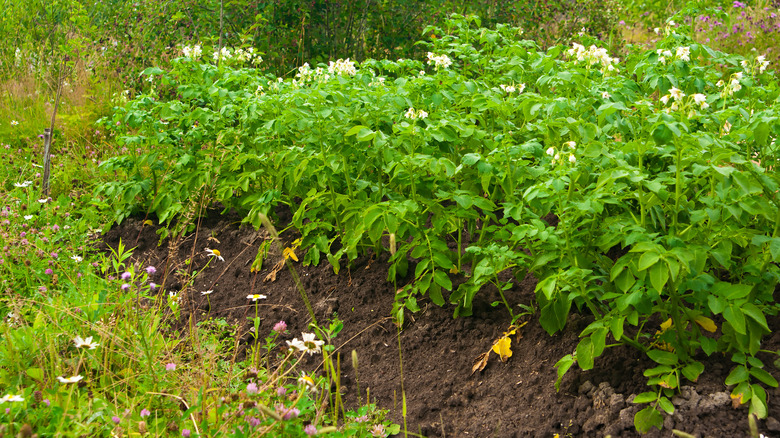 These companion herbs can protect potato plants from pests, says our ...