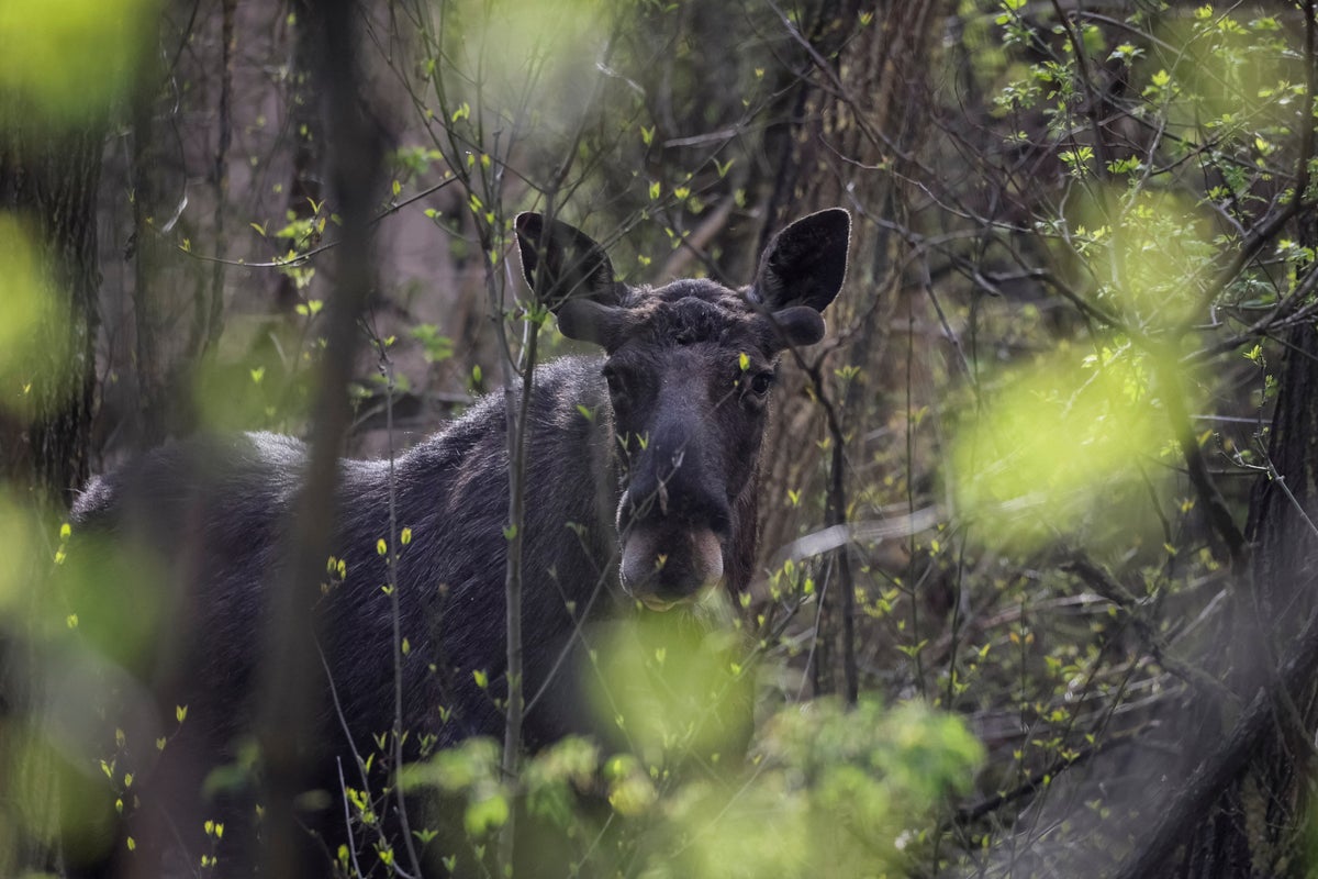 Chernobyl disaster zone has more wildlife than Ukraine’s reserves