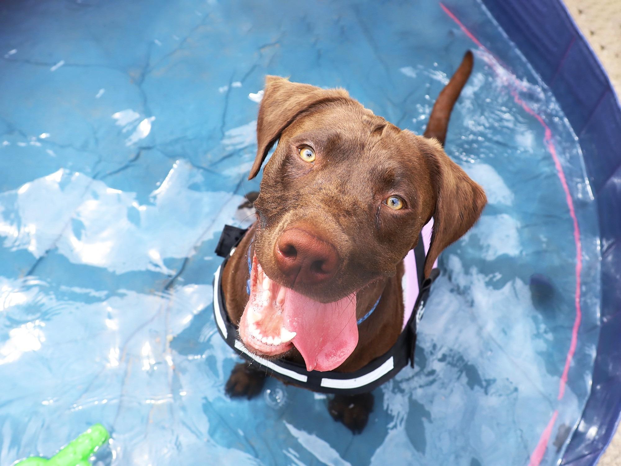 Heatstroke can hit on the 'nice' days too: Dogs Trust Ballymena issues ...