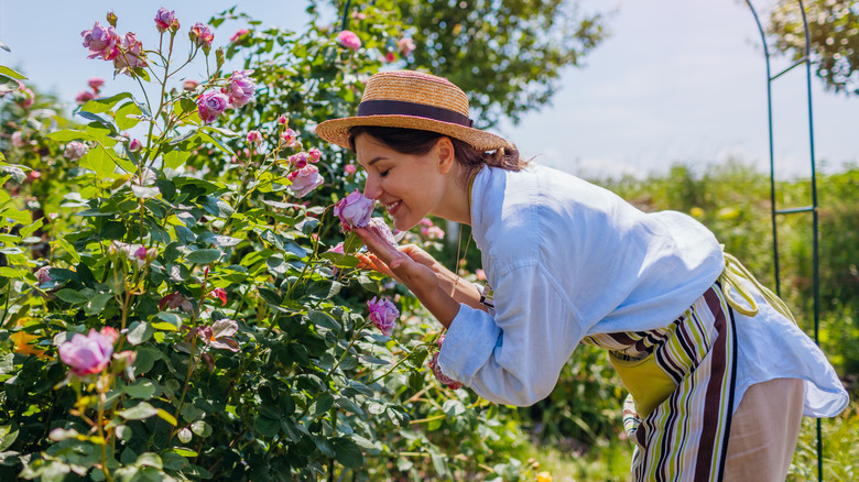 The centuries-old rose type that fills your yard with a sweet scent