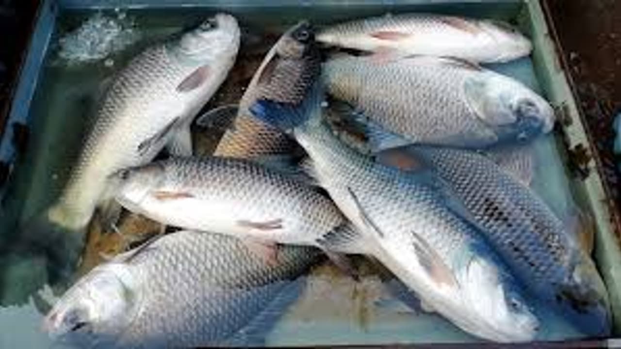 Fish: చేపలకు చెవులు ఉంటాయా? ఎప్పుడైనా చూశారా? 99శాతం మందికి తెలియని నిజం..!