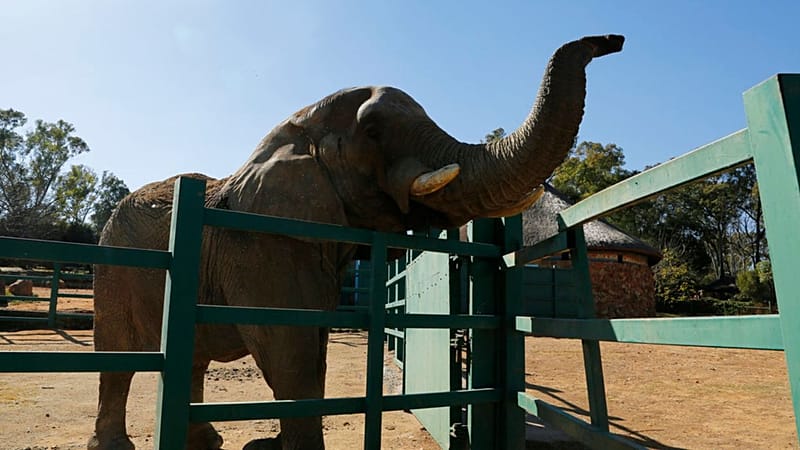 South Africa zoo elephants’ 'depression' case goes to court