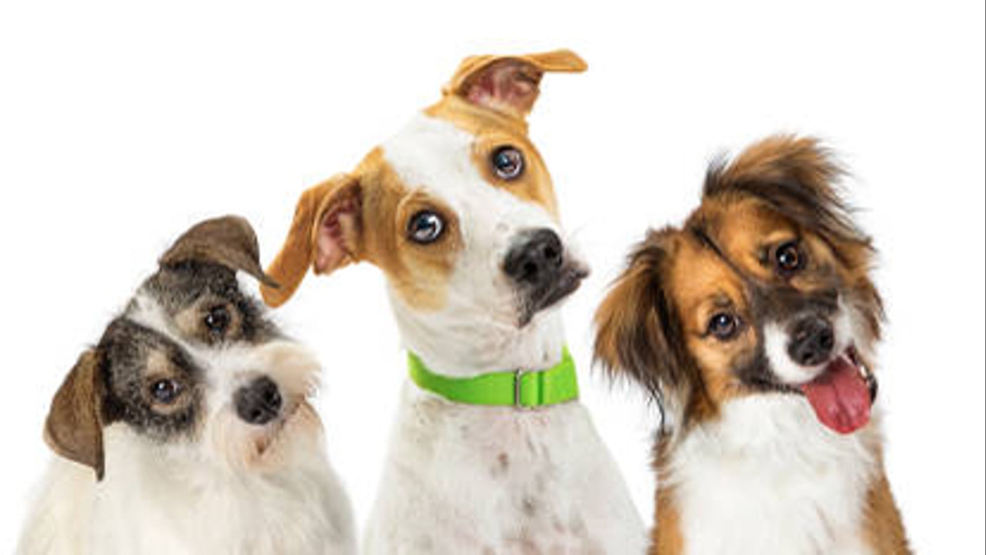 Cosa riescono davvero a capire i cani quando parliamo?