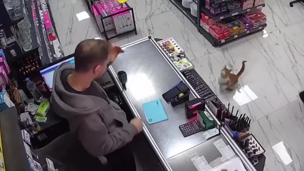 Adorable cat rescued as kitten leaps into shop owner's arms every day ...