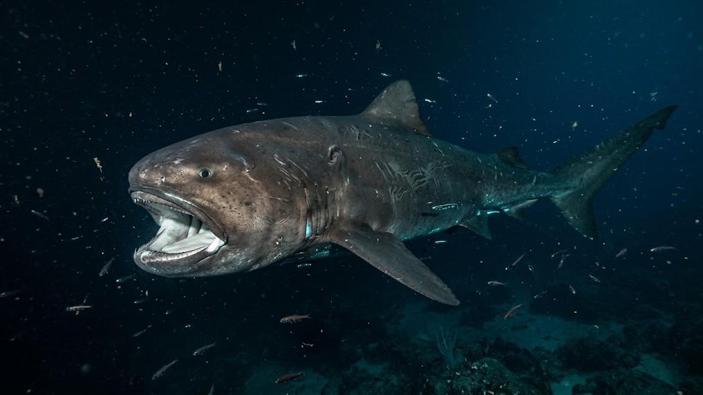 Are megamouth sharks becoming more common in the ocean?