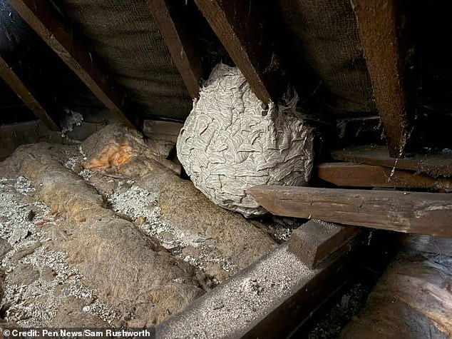 Warning to Brits over influx of wasps: Pest control experts warn insect ...