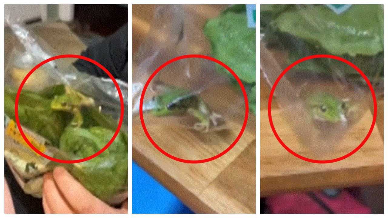 Shocking viral video: Live frog found inside supermarket lettuce wrap-watch