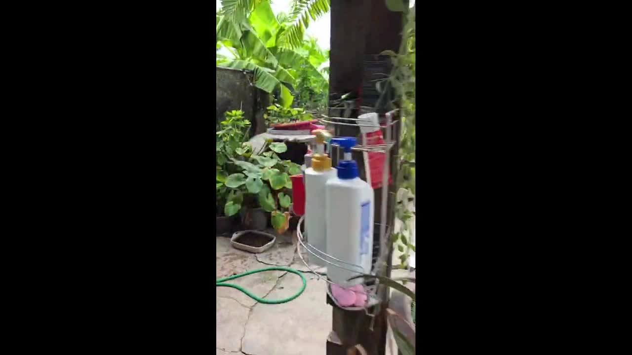 Pet dog cools off by soaking in huge garden water jar