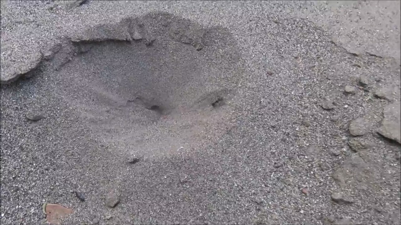 He found the biggest ant lion trap he’d ever seen - then an ant fell ...
