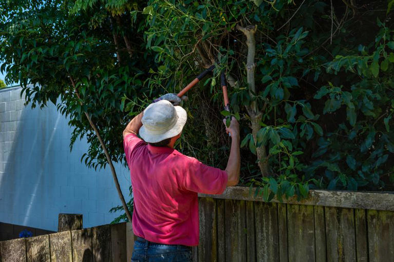 Legal rights for anyone whose neighbour's tree is overhanging into ...