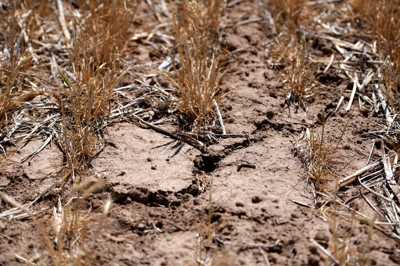 'Am I out?' Drought and rising costs from Iran war deepen pain for US ...