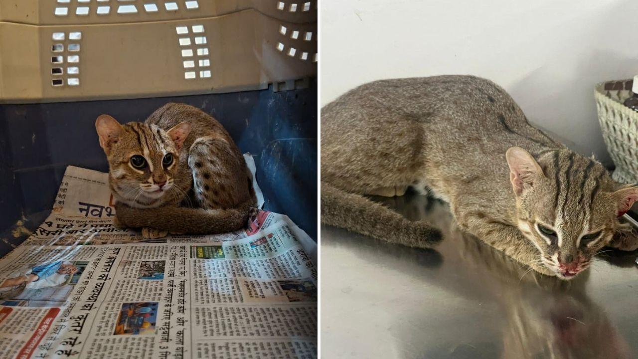 Rare rusty-spotted cat rescued from Kharghar hills in Raigad district