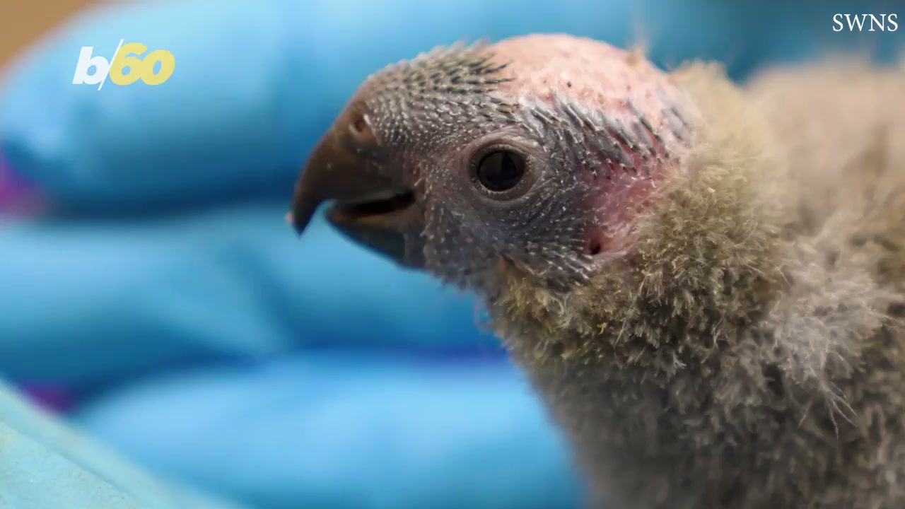 This very rare bird is finding hope with the addition of two new hatchlings