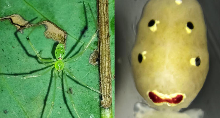 Happy-face spiders were thought only to exist in Hawaii. Now, a new ...