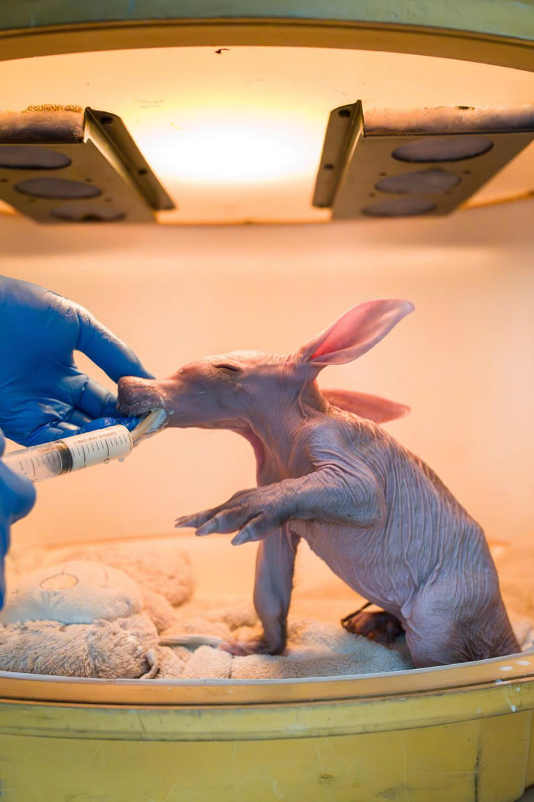 Chester Zoo celebrates birth of 'special' baby aardvark named Womble