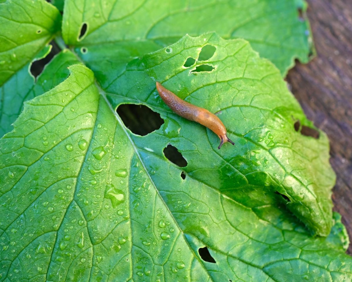 Schneckenplage im Garten beenden: Profis pflanzen diese Blume – echter ...
