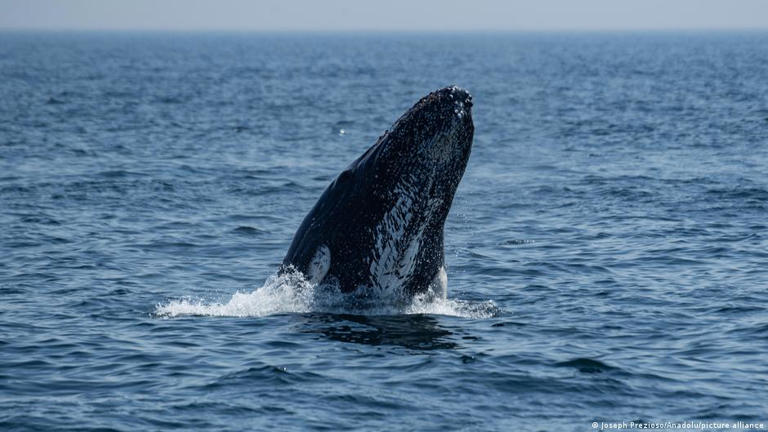 Researchers spot humpback whales off Australia and Brazil — longest ...
