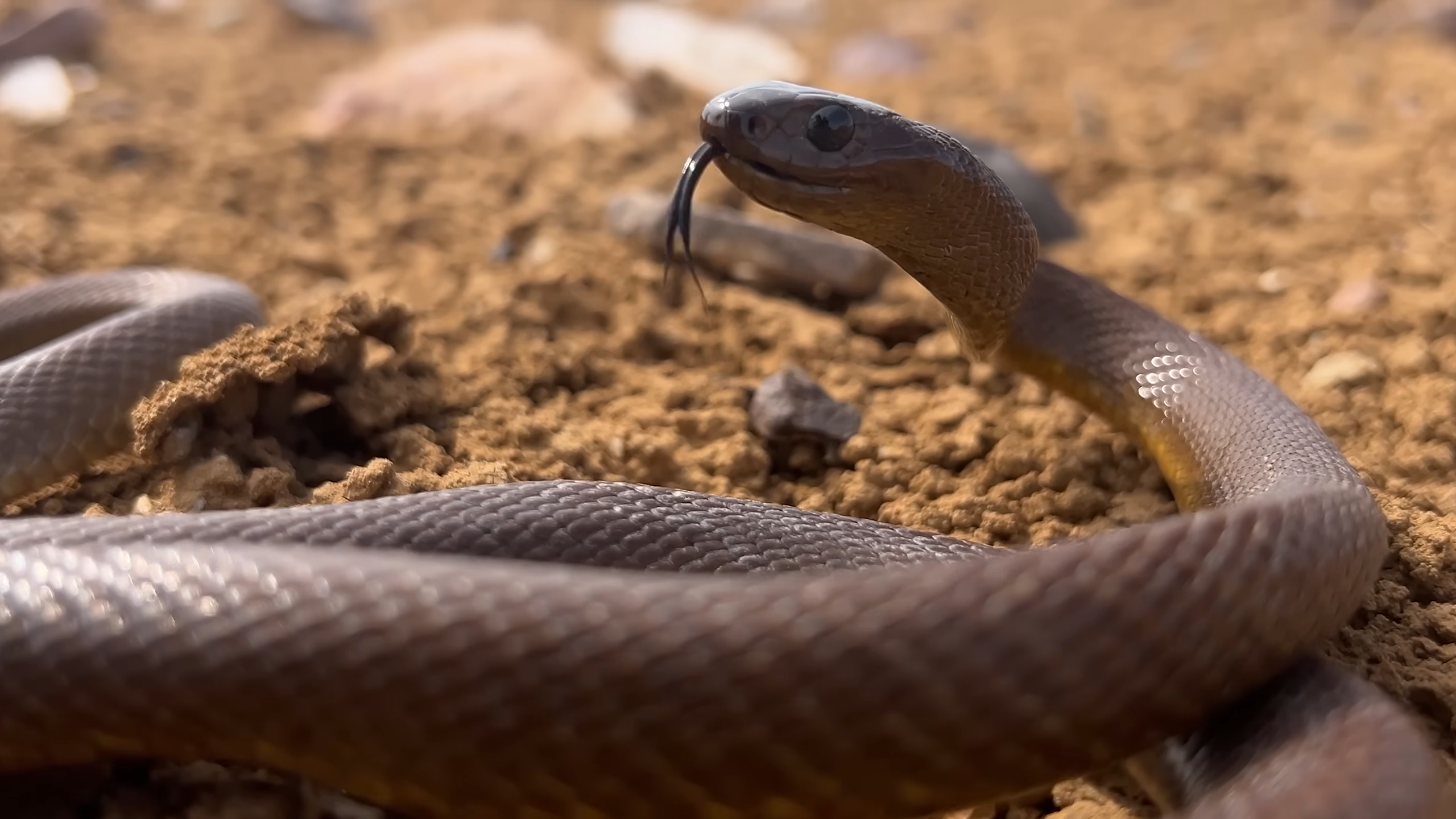 The world’s most venomous snake has a bite strong enough to kill 100 people