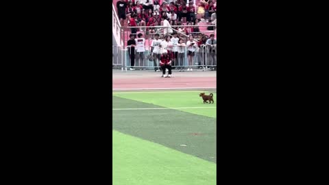 China: Dog runs 3,000-meter race alongside competitor in Inner Mongolia