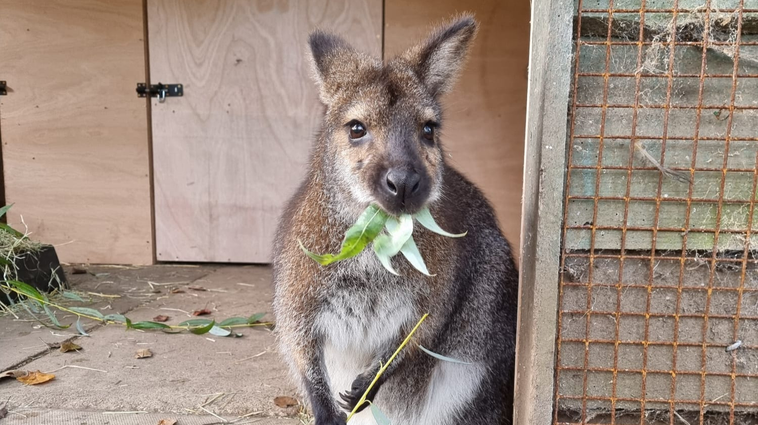 Leeds zoo ranked best in the country after rare animal conservation success