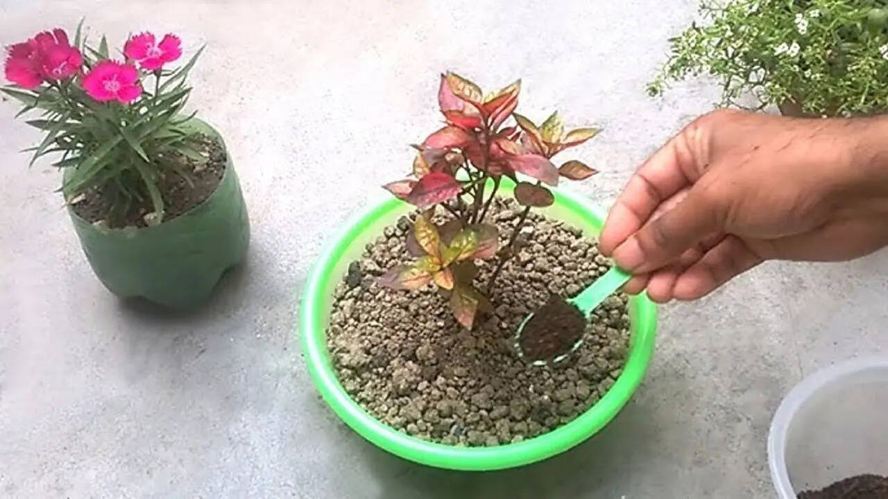 The ₹50 gardening hack Indian terrace gardeners swear by