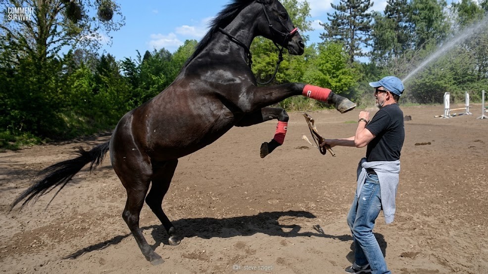 Le cheval a donné un coup de pied de 10 000 newtons - puis ses organes ...