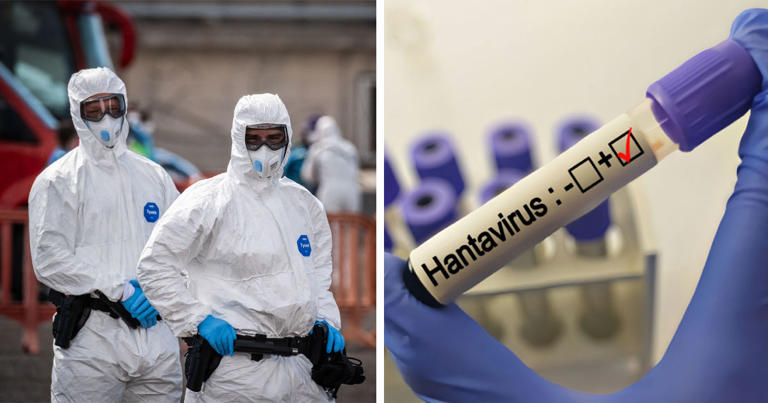 Contagious hantavirus can stay in human sperm for six years – turning ...