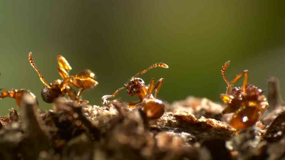 Watch what happens when this fungus takes over the body – no escape
